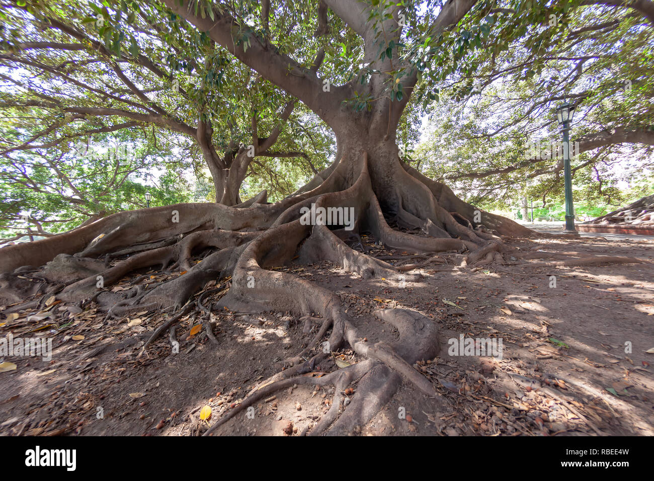 Ombu tree in Buenos Aires Argentina downtown park Stock Photo - Alamy