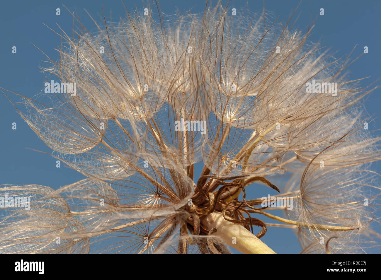 Dandelion puffs hi-res stock photography and images - Alamy
