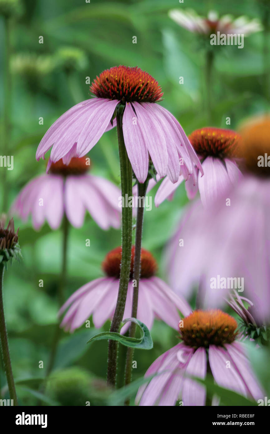 Pink Daisy close up in a field side view Stock Photo - Alamy