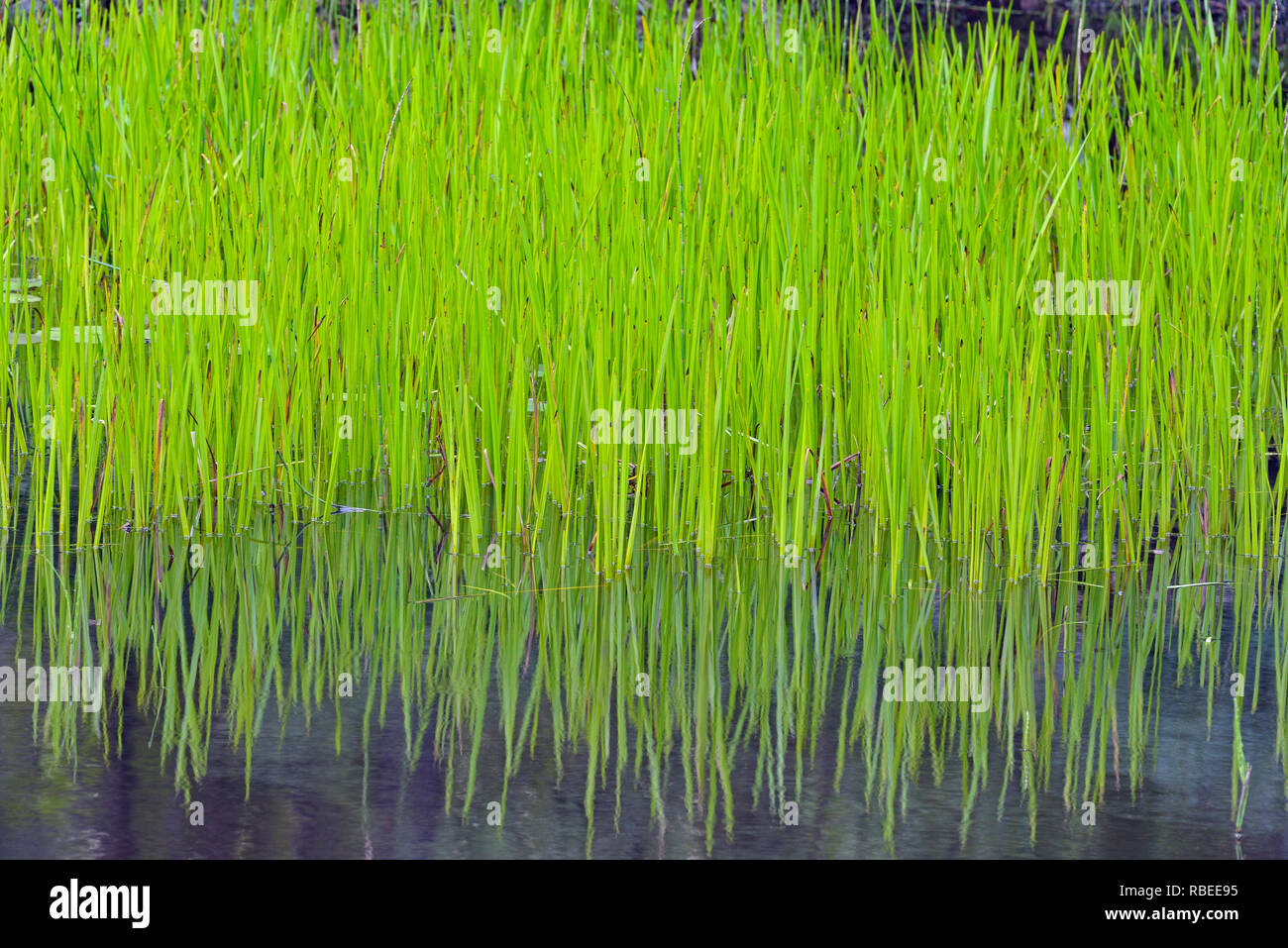 Beaver colonies hi-res stock photography and images - Alamy