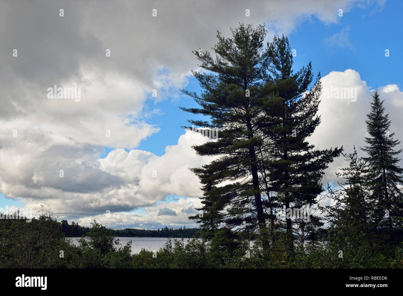 Jack pine overlooking Halfway Lake, Halfway Lake Provincial Park ...