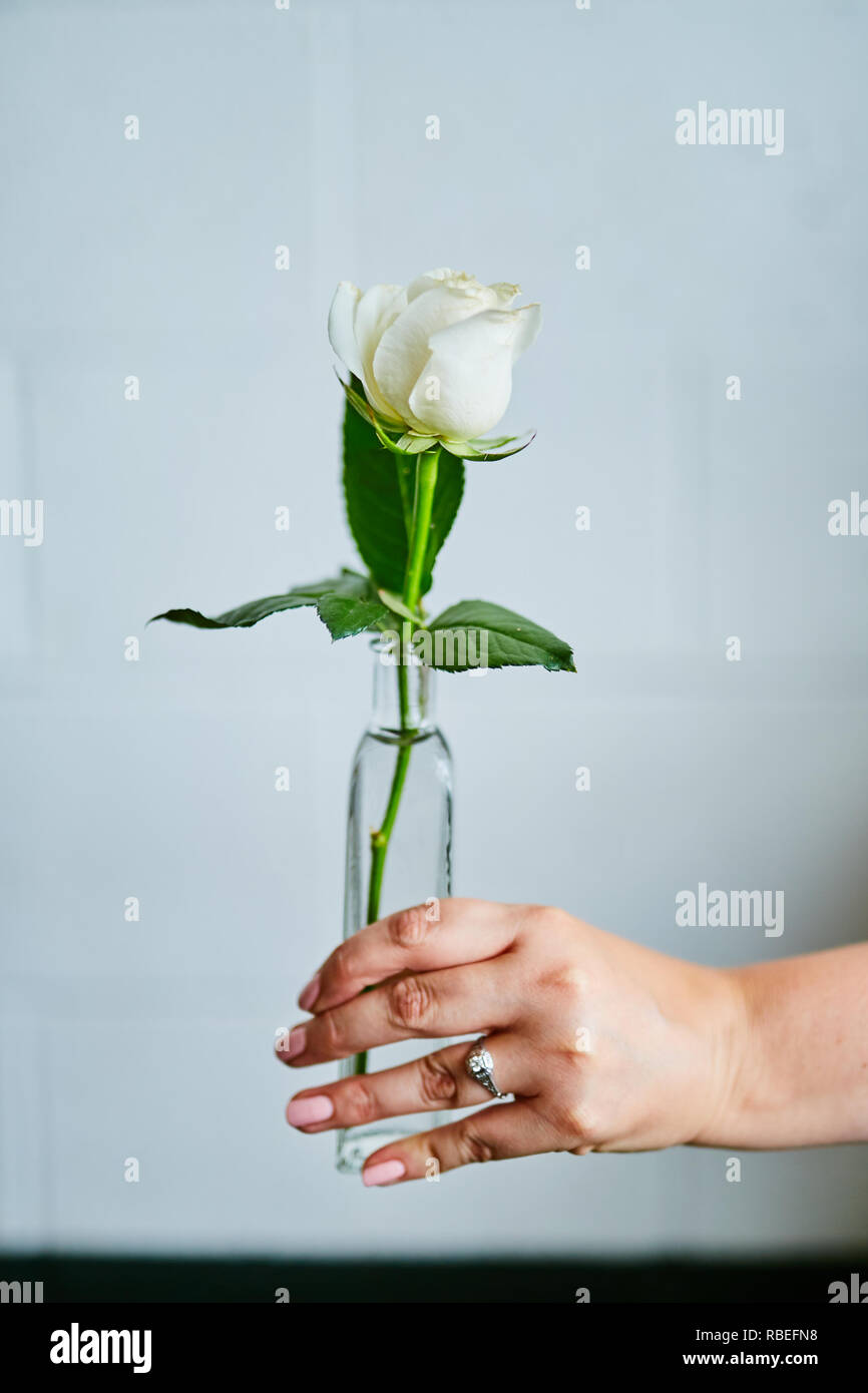 hand holding flower in vase Stock Photo - Alamy
