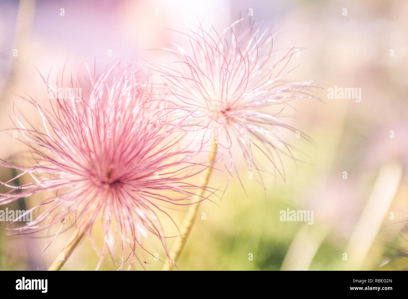 An artistic photo of two feather like pink thistle pappus flower heads ...
