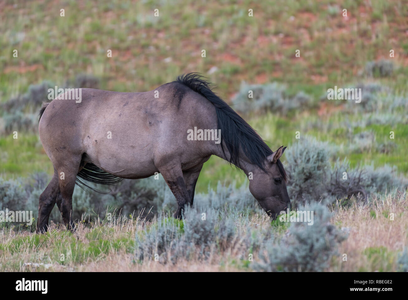 Wild Horses in the Pryor Mountains Wild Horse Range in Montana ...