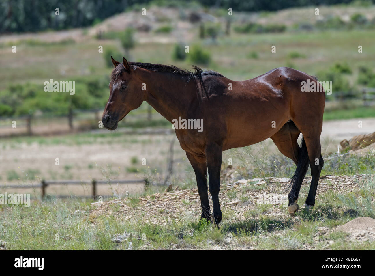 Wild Horses in the Pryor Mountains Wild Horse Range in Montana ...