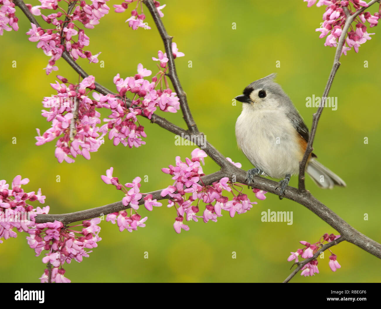 Funny tufted titmouse hi-res stock photography and images - Alamy