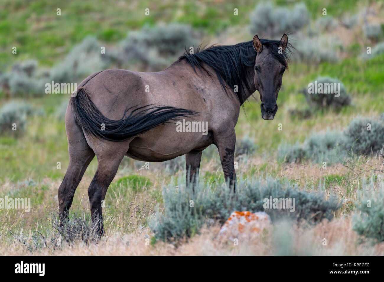 Wild Horses in the Pryor Mountains Wild Horse Range in Montana ...