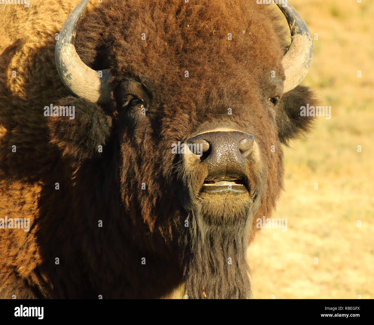 An American Bison giving a guttural bellow during the mating season ...