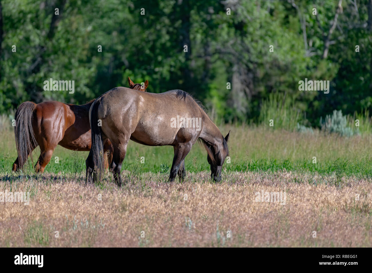 Wild Horses in the Pryor Mountains Wild Horse Range in Montana ...