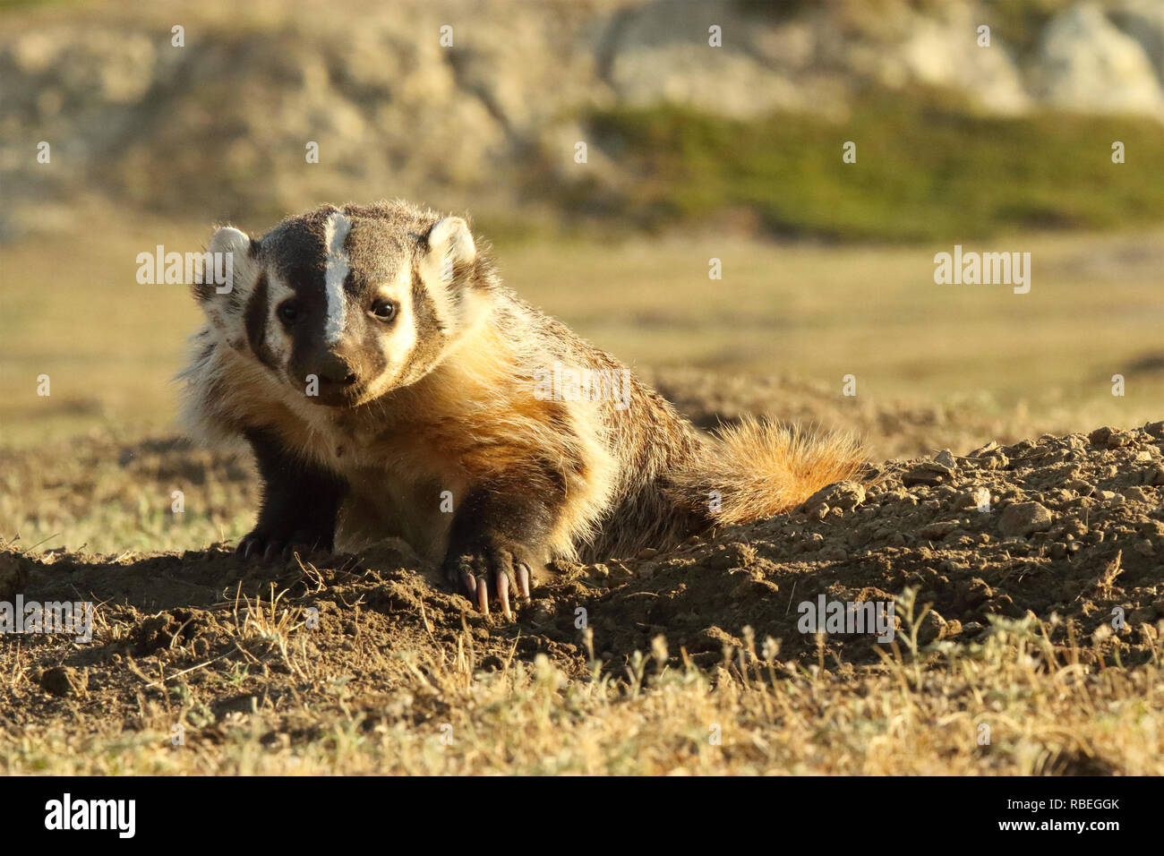 American badger digging hi-res stock photography and images - Alamy