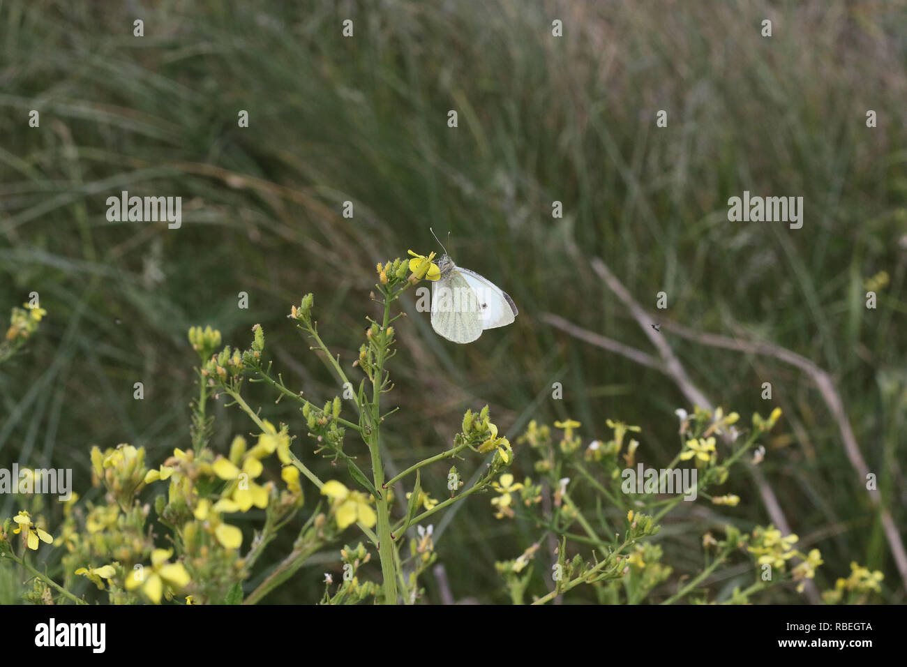 Sea radish hi-res stock photography and images - Alamy