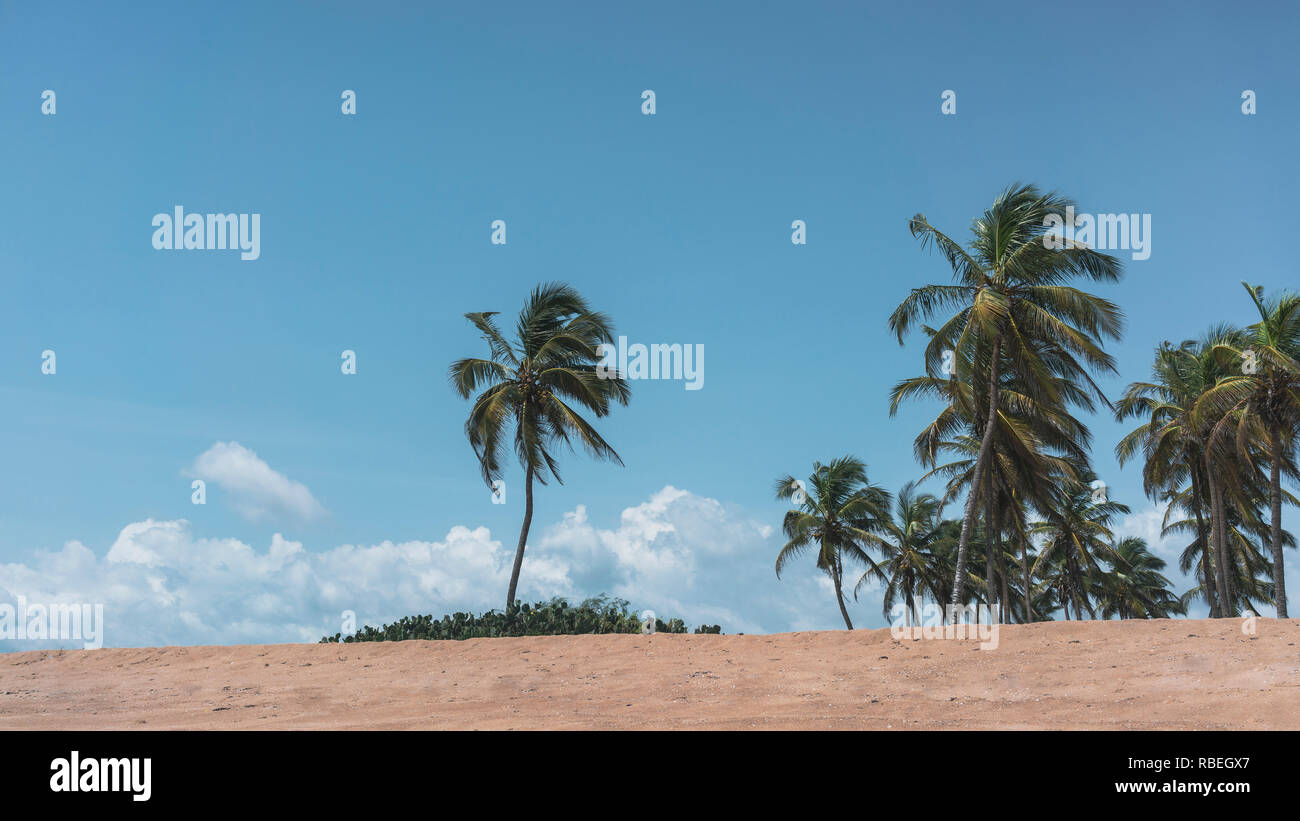 Palm trees by the beach in Ouidah. Atlantique Department, Benin, West ...