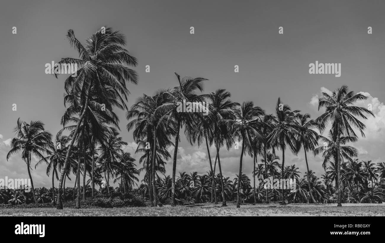 Palm trees by the beach in Ouidah. Atlantique Department, Benin, West ...