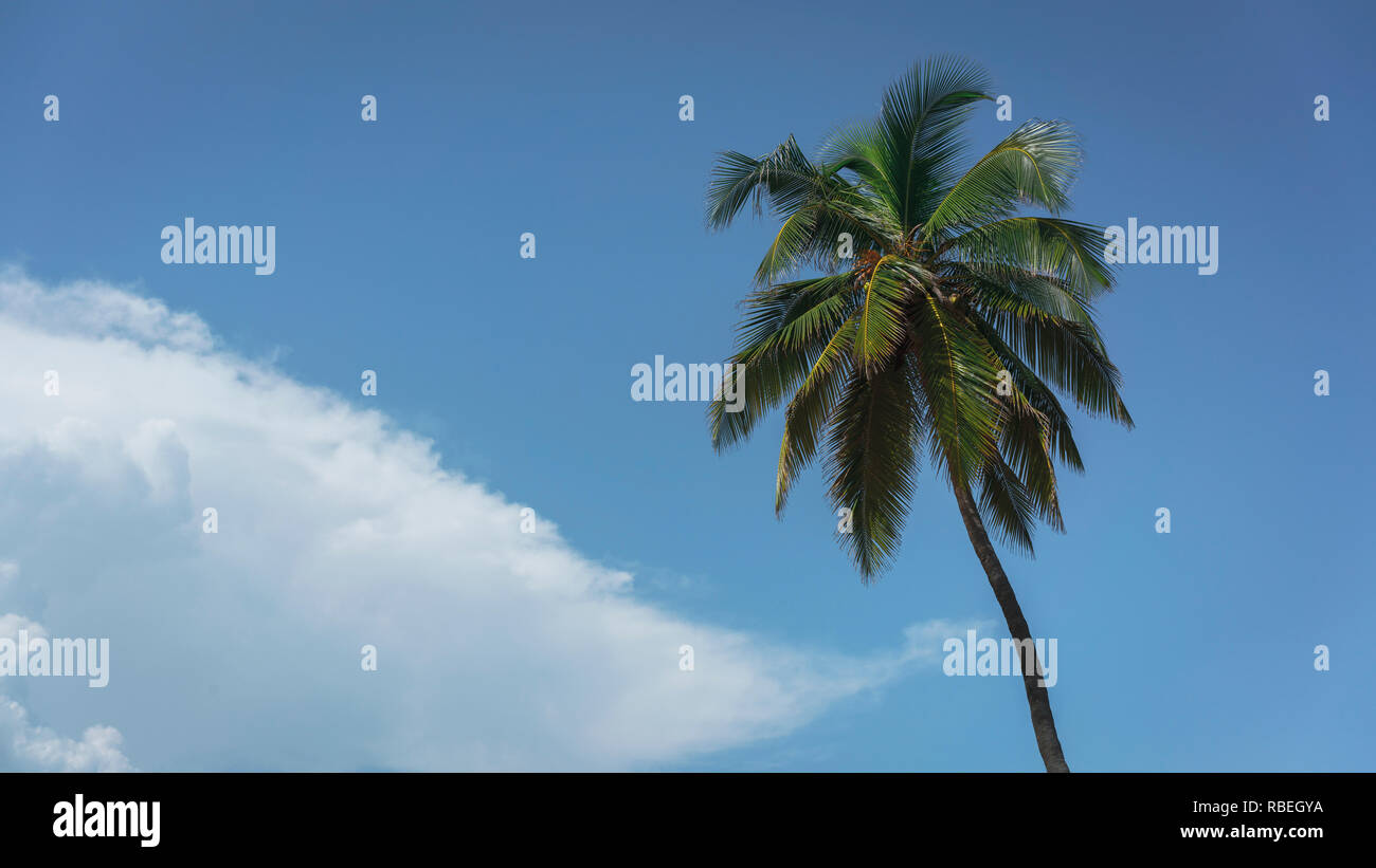 Palm trees by the beach in Ouidah. Atlantique Department, Benin, West ...