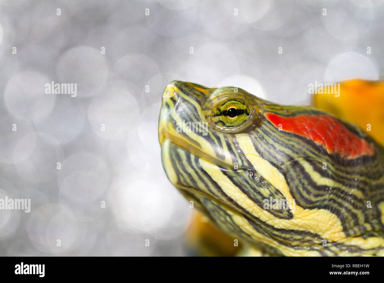 Red-eared slider, red ear slider, terrapin, turtle Stock Photo - Alamy