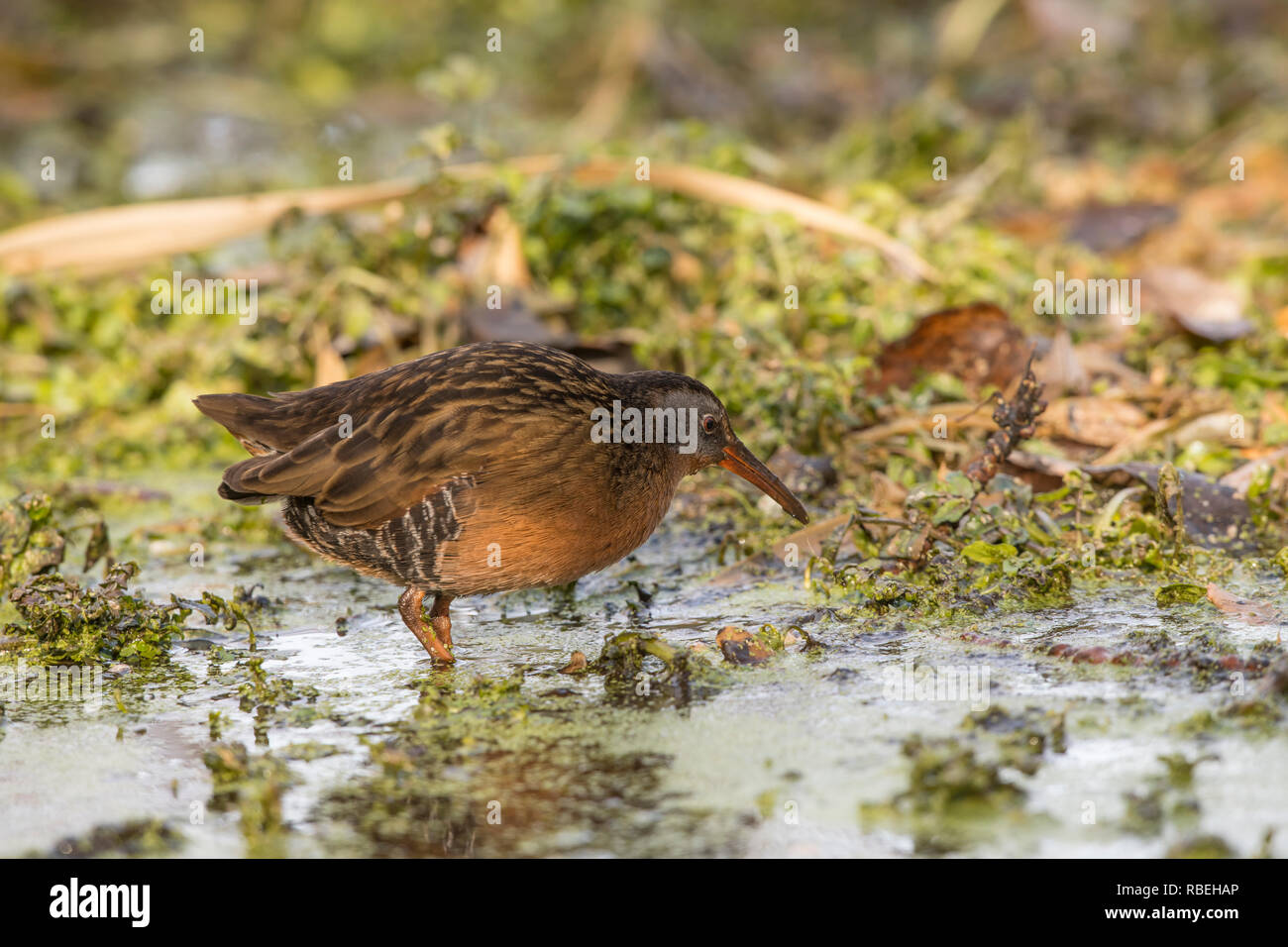 Adult virginia rails hi-res stock photography and images - Alamy