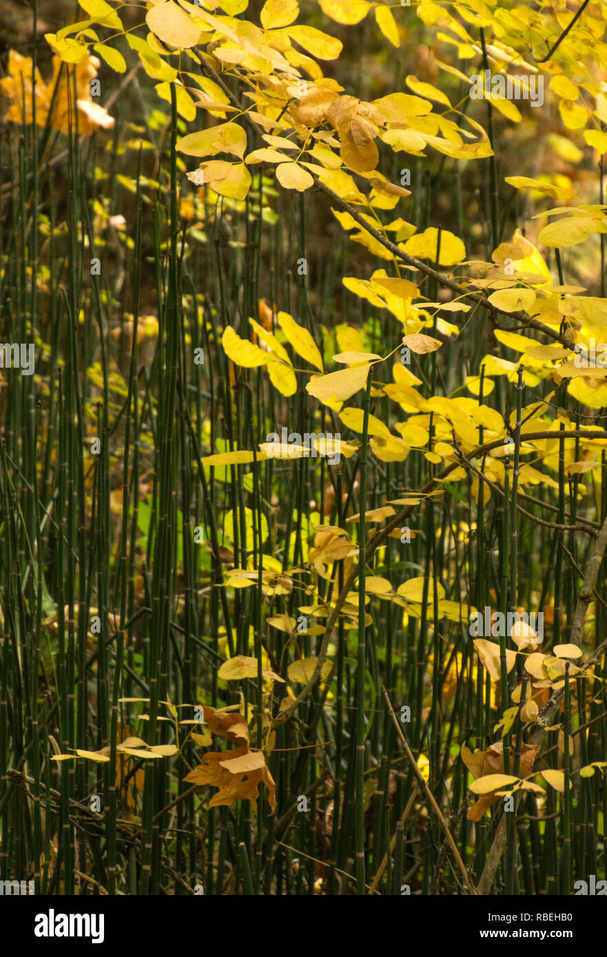 Ashland oregon hi-res stock photography and images - Alamy
