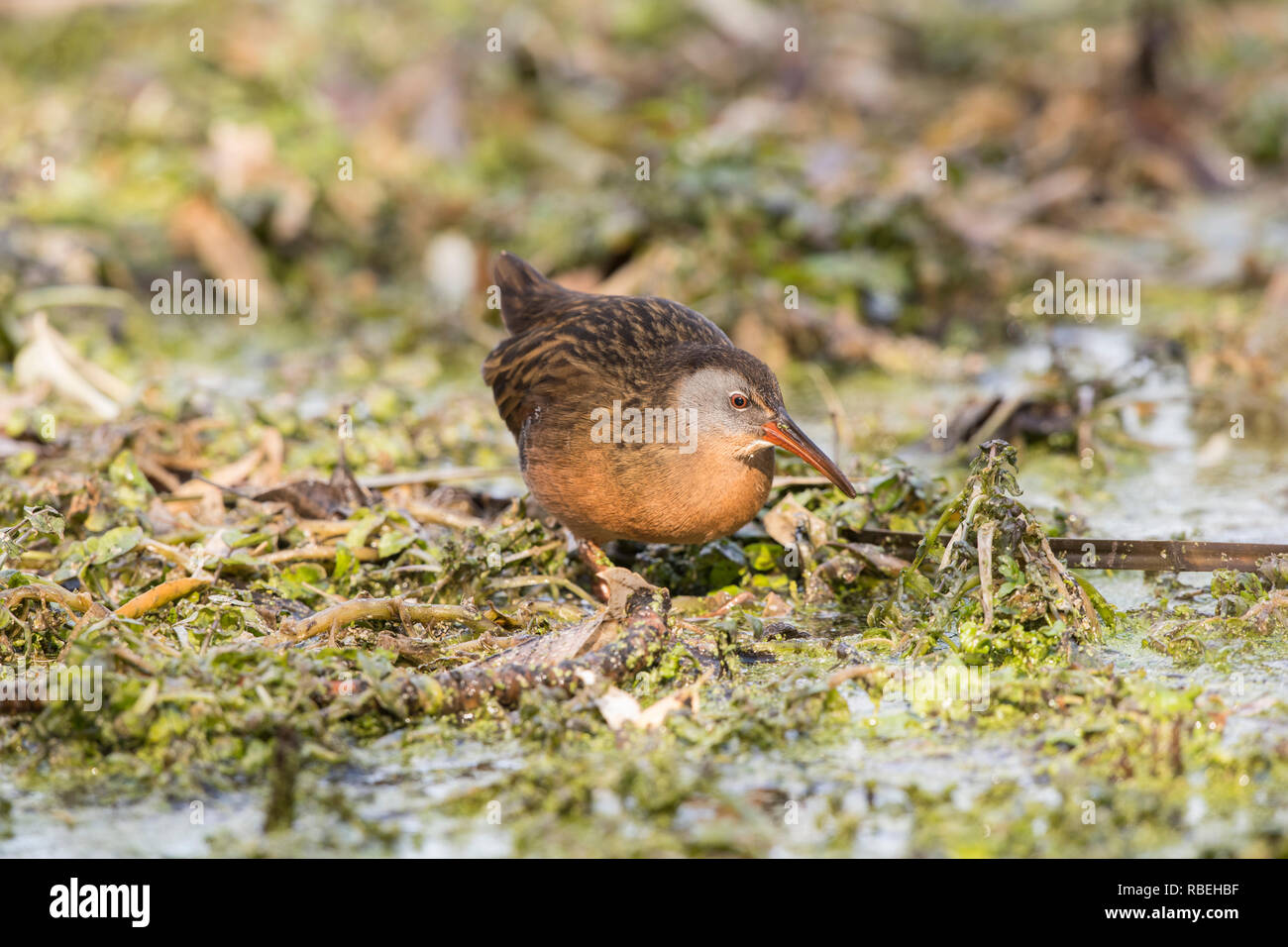 Adult virginia rails hi-res stock photography and images - Alamy