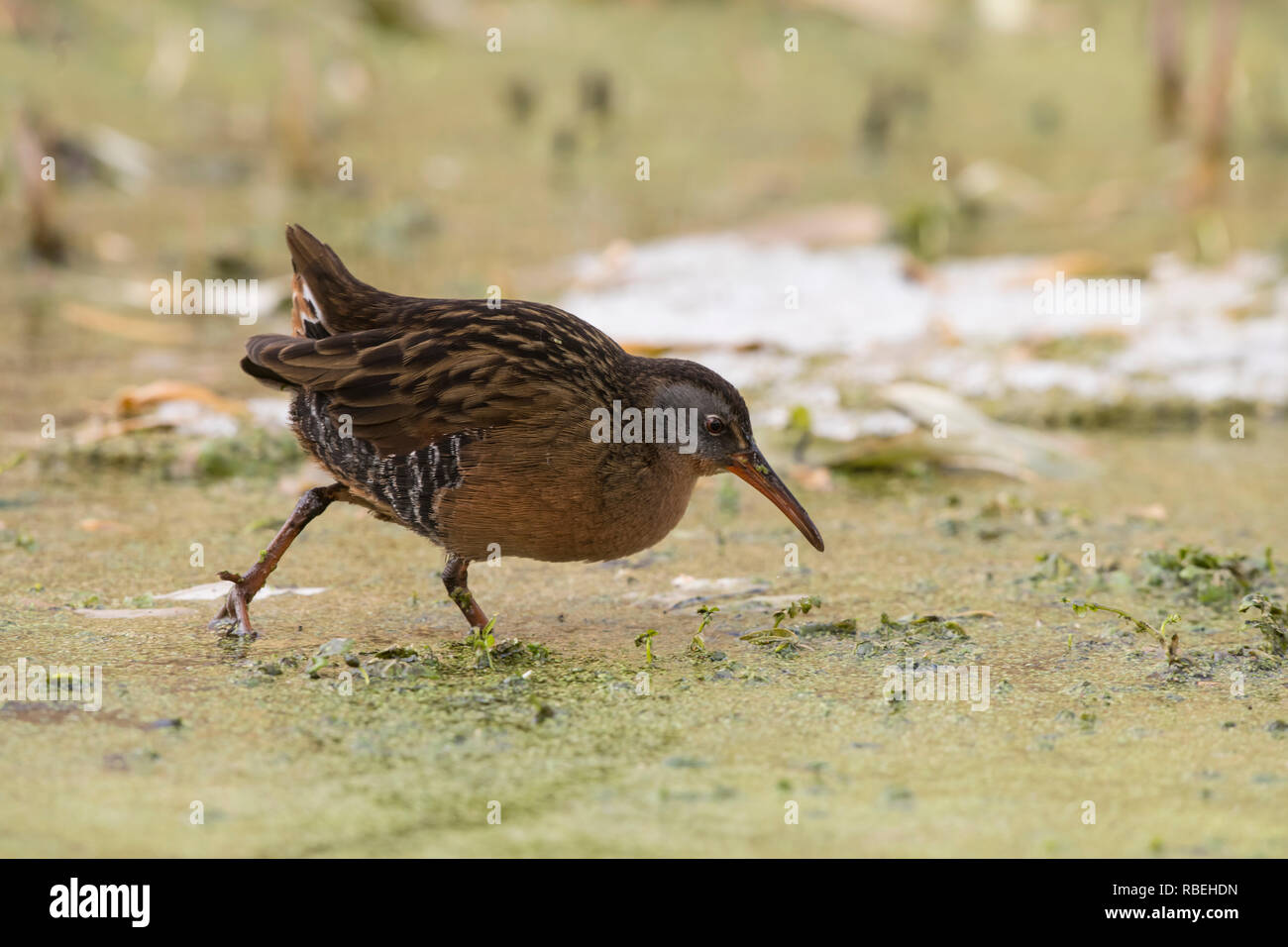 Adult virginia rails hi-res stock photography and images - Alamy