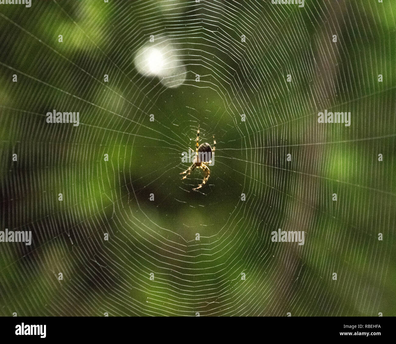 Translucent spiders hi-res stock photography and images - Alamy