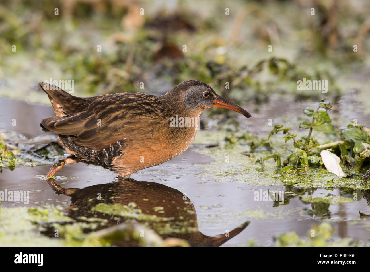 Adult virginia rails hi-res stock photography and images - Alamy