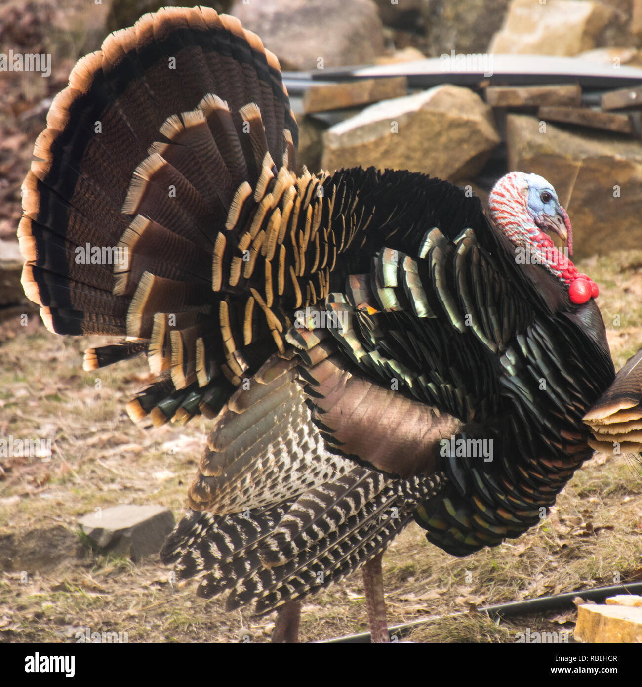 Wild turkey feathers hi-res stock photography and images - Alamy