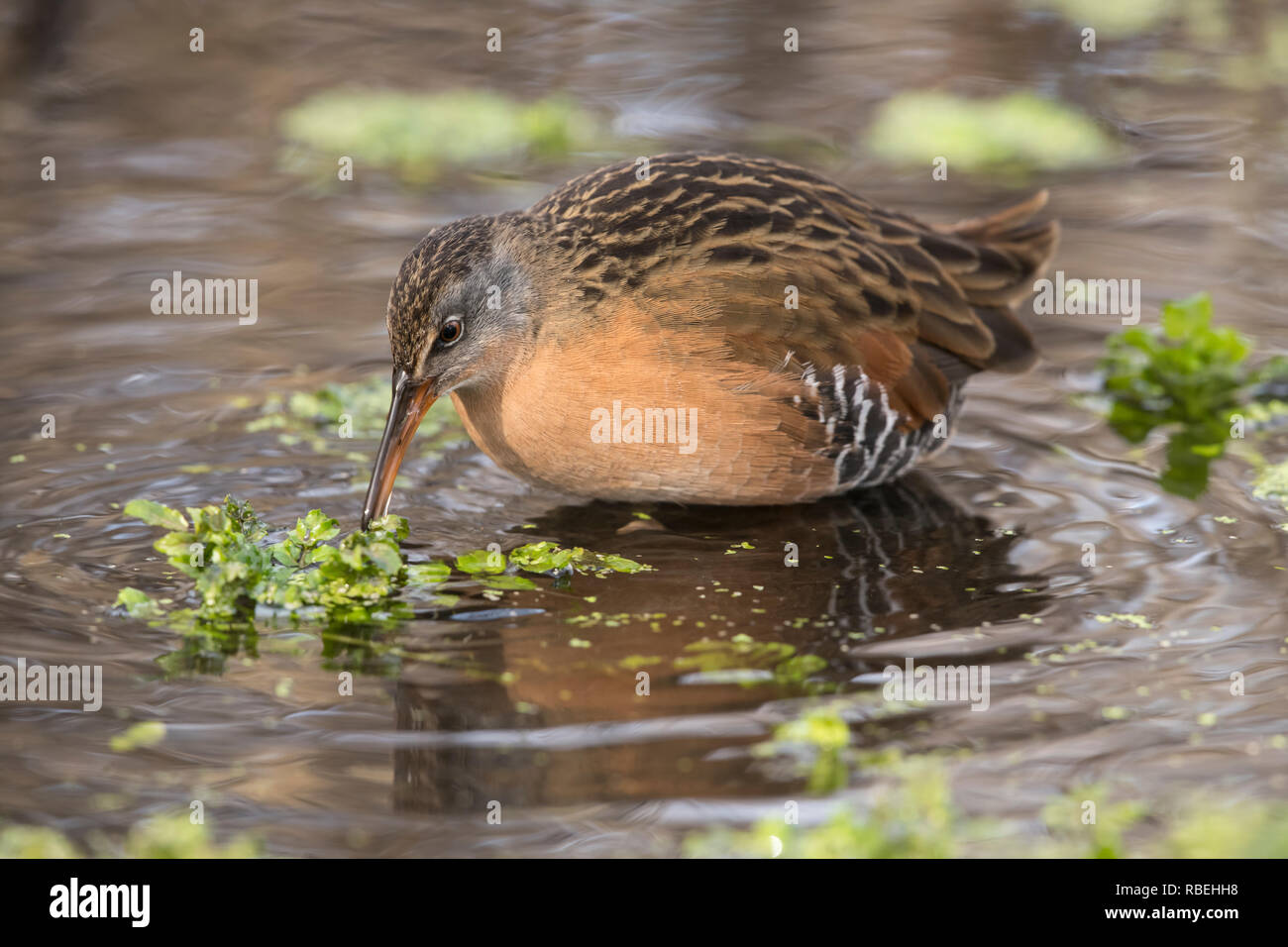 Adult virginia rails hi-res stock photography and images - Alamy
