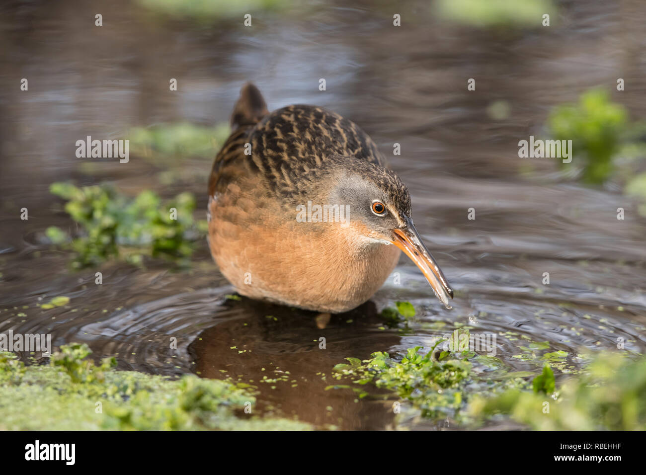 Adult virginia rails hi-res stock photography and images - Alamy
