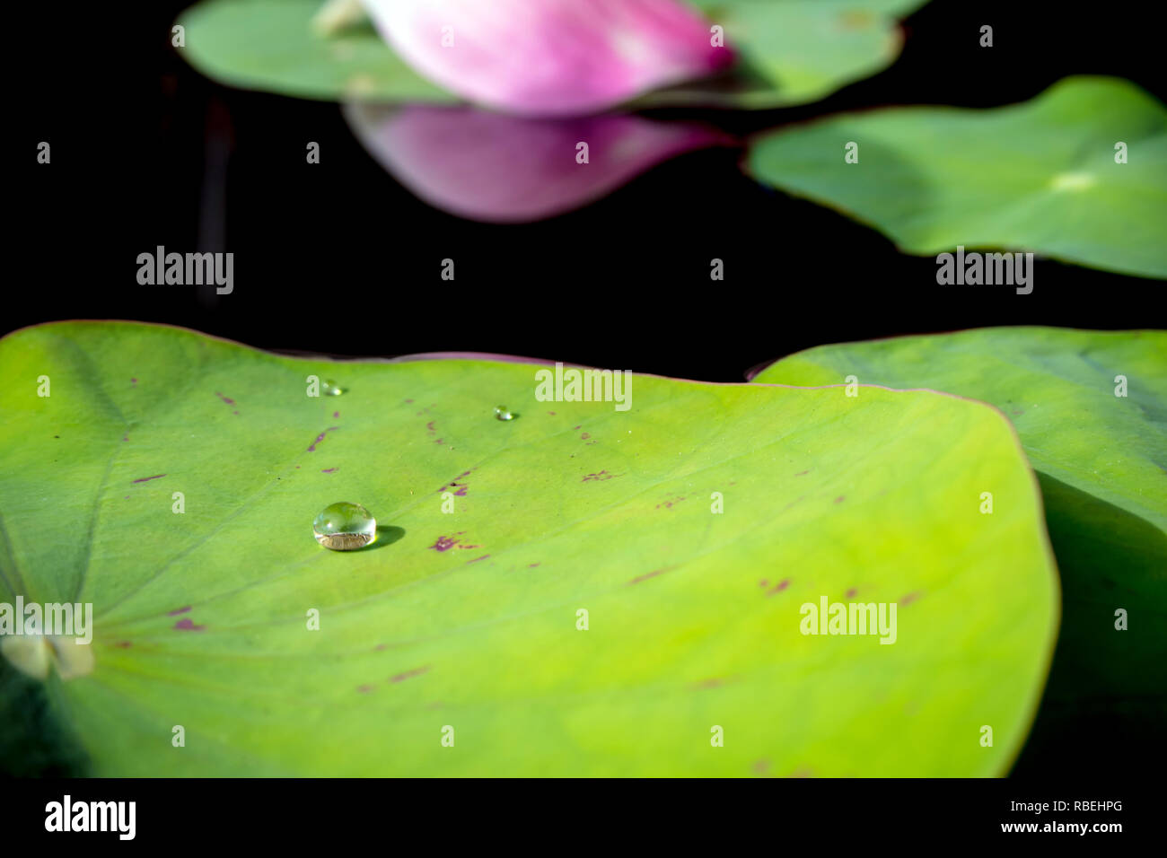 Water dew on lotus leaf Stock Photo - Alamy