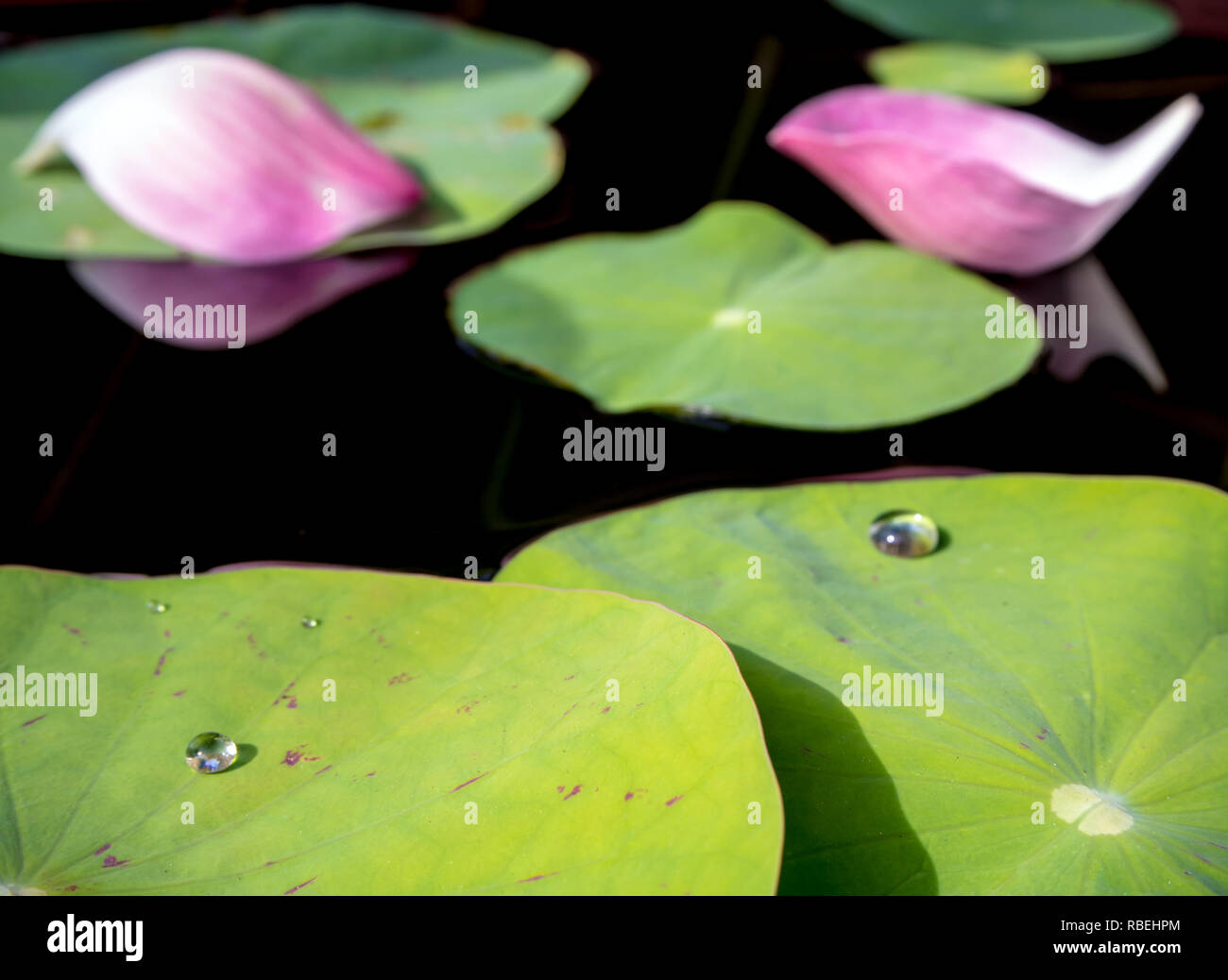 Water dew on lotus leaf Stock Photo - Alamy