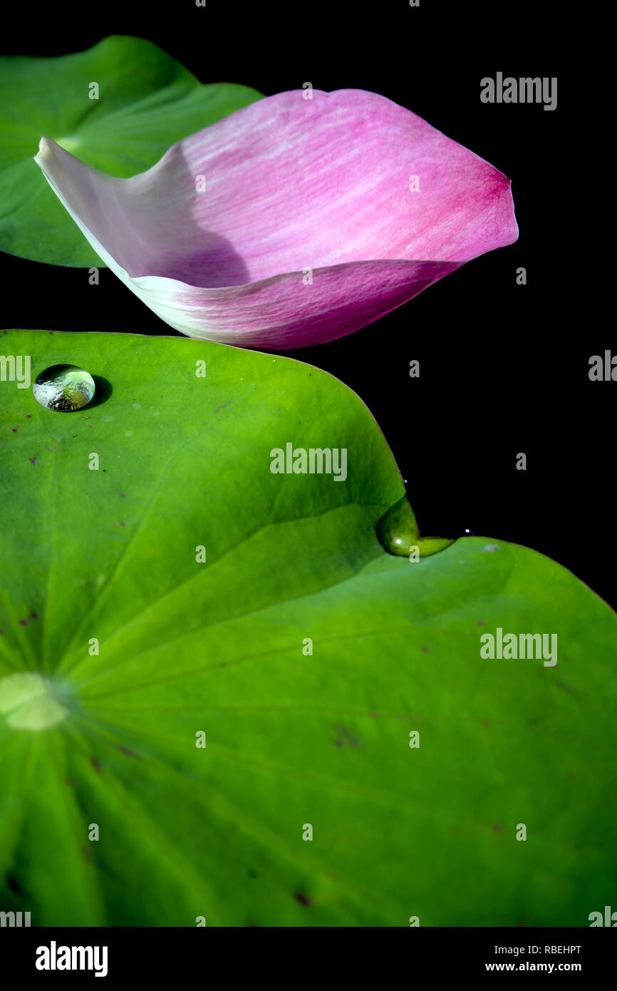 Water dew on lotus leaf Stock Photo - Alamy