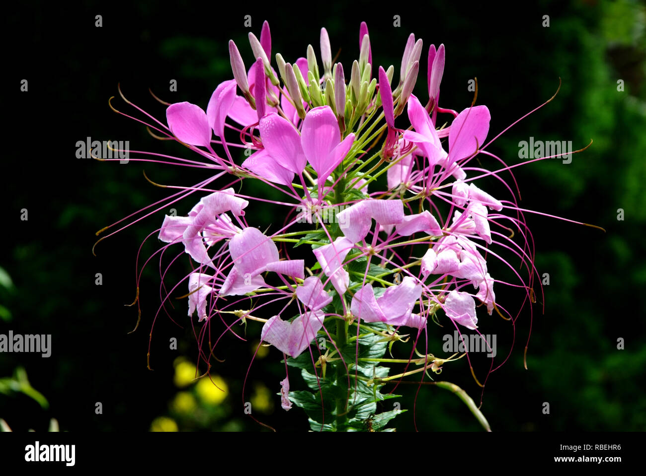 Pink spiny spiderflower hi-res stock photography and images - Alamy