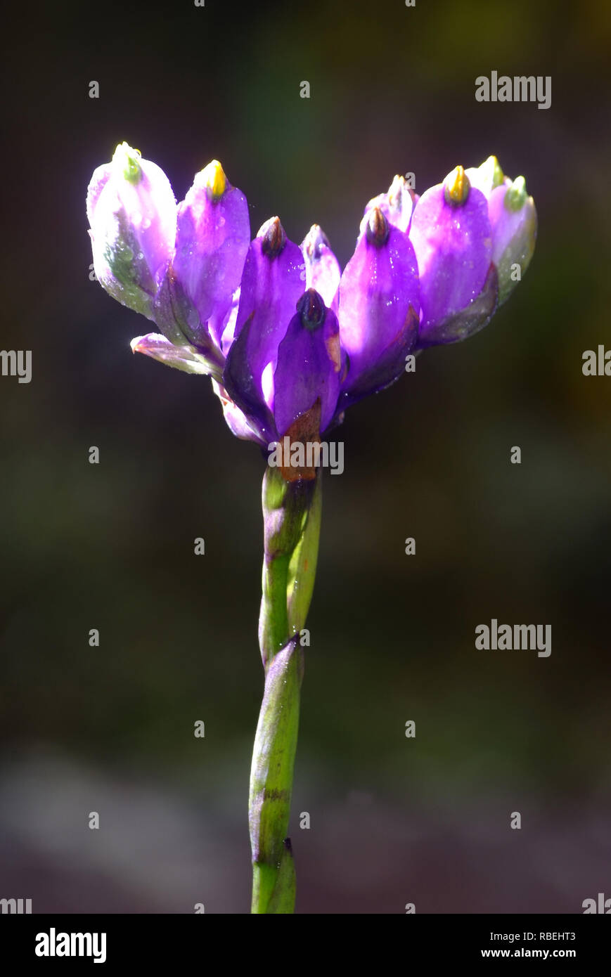 Burmannia disticha hi-res stock photography and images - Alamy