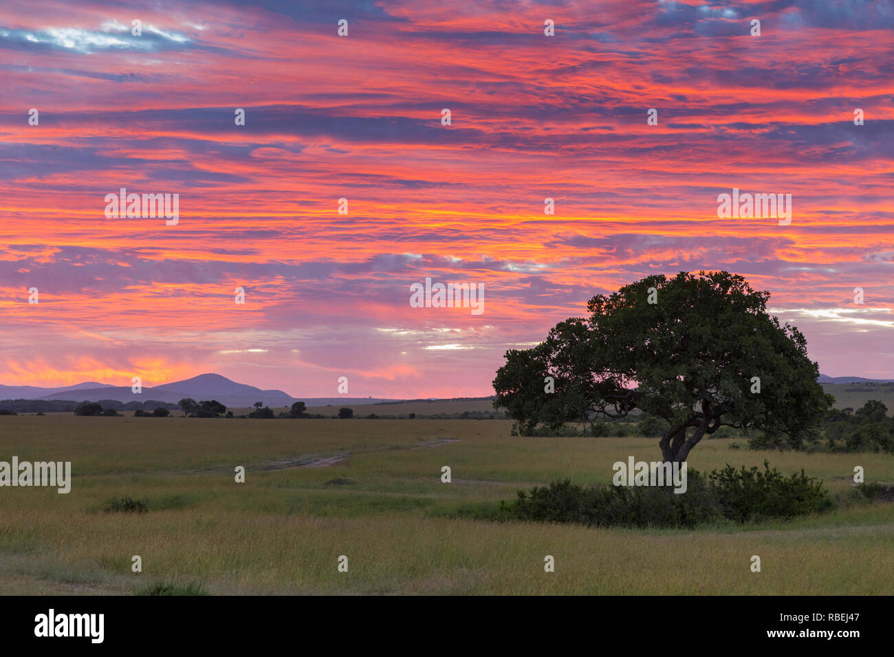 Vibrant morning with golden sky at Maasai Mara, Kenya, Africa Stock ...