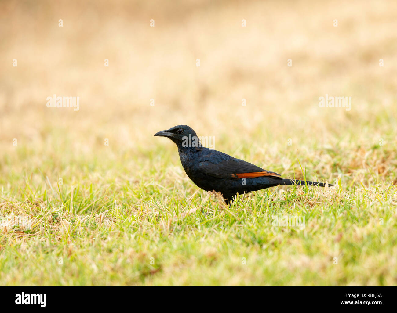 Red-winged starling, Onychognathus morio, Kenya, Africa Stock Photo - Alamy