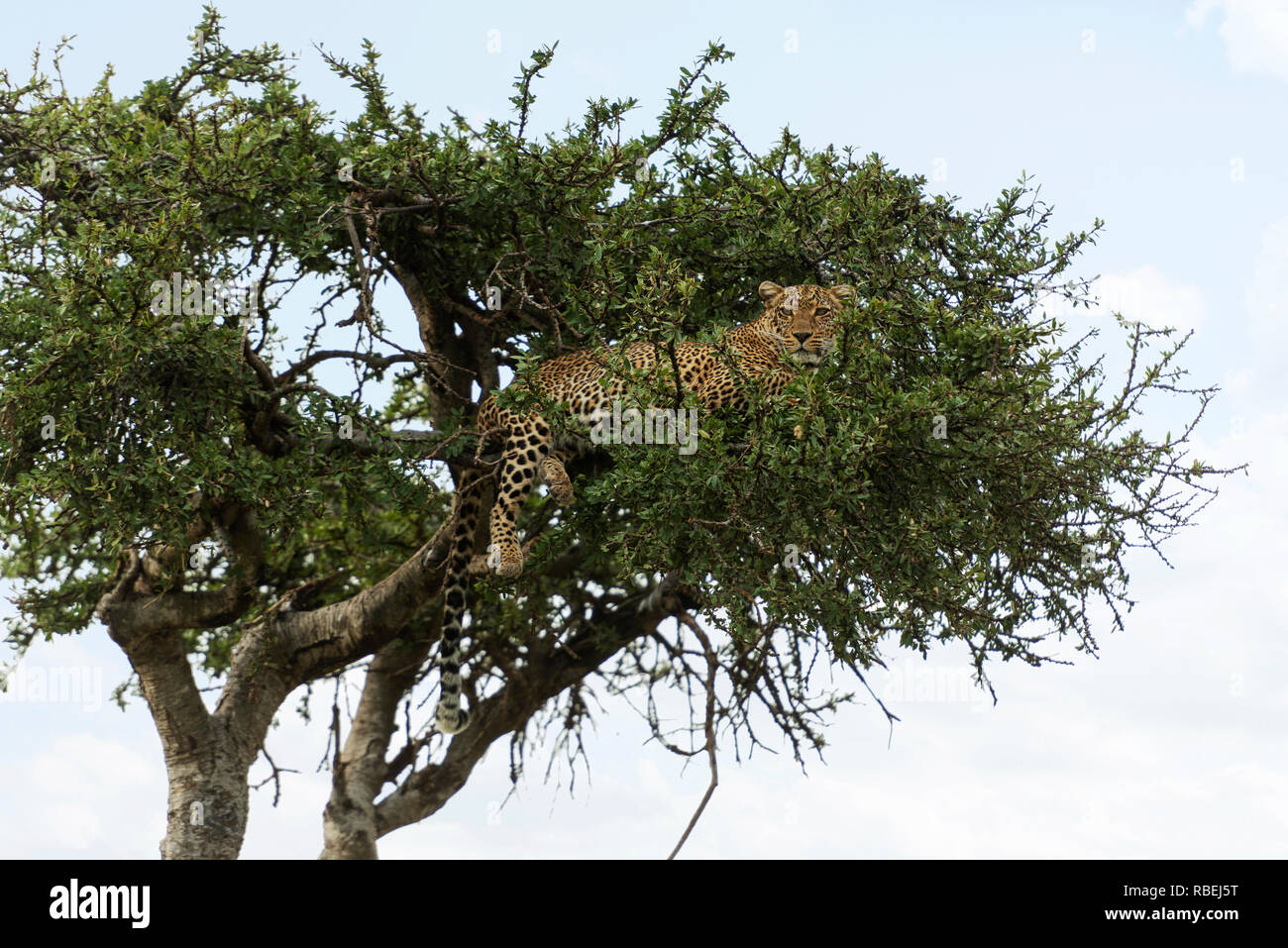 Leopard on acacia tree, Panthera pardus, Maasai Mara, Kenya, Africa ...
