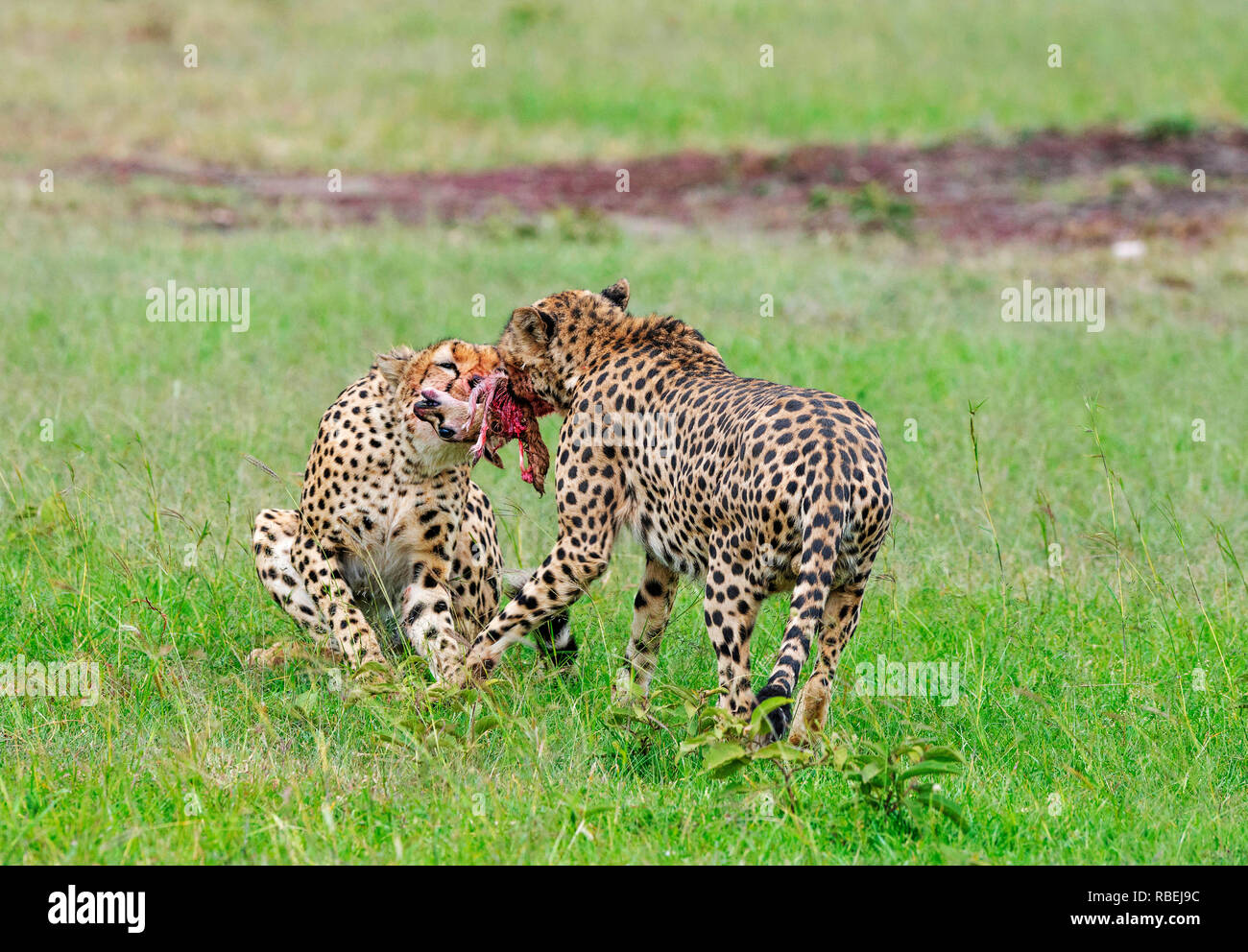 Cheetahs tearing flesh, Maasai Mara, Kenya, Africa Stock Photo - Alamy