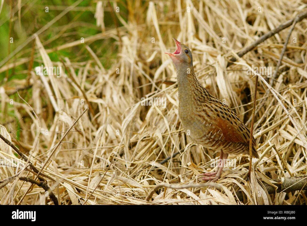 Common crake hi-res stock photography and images - Alamy