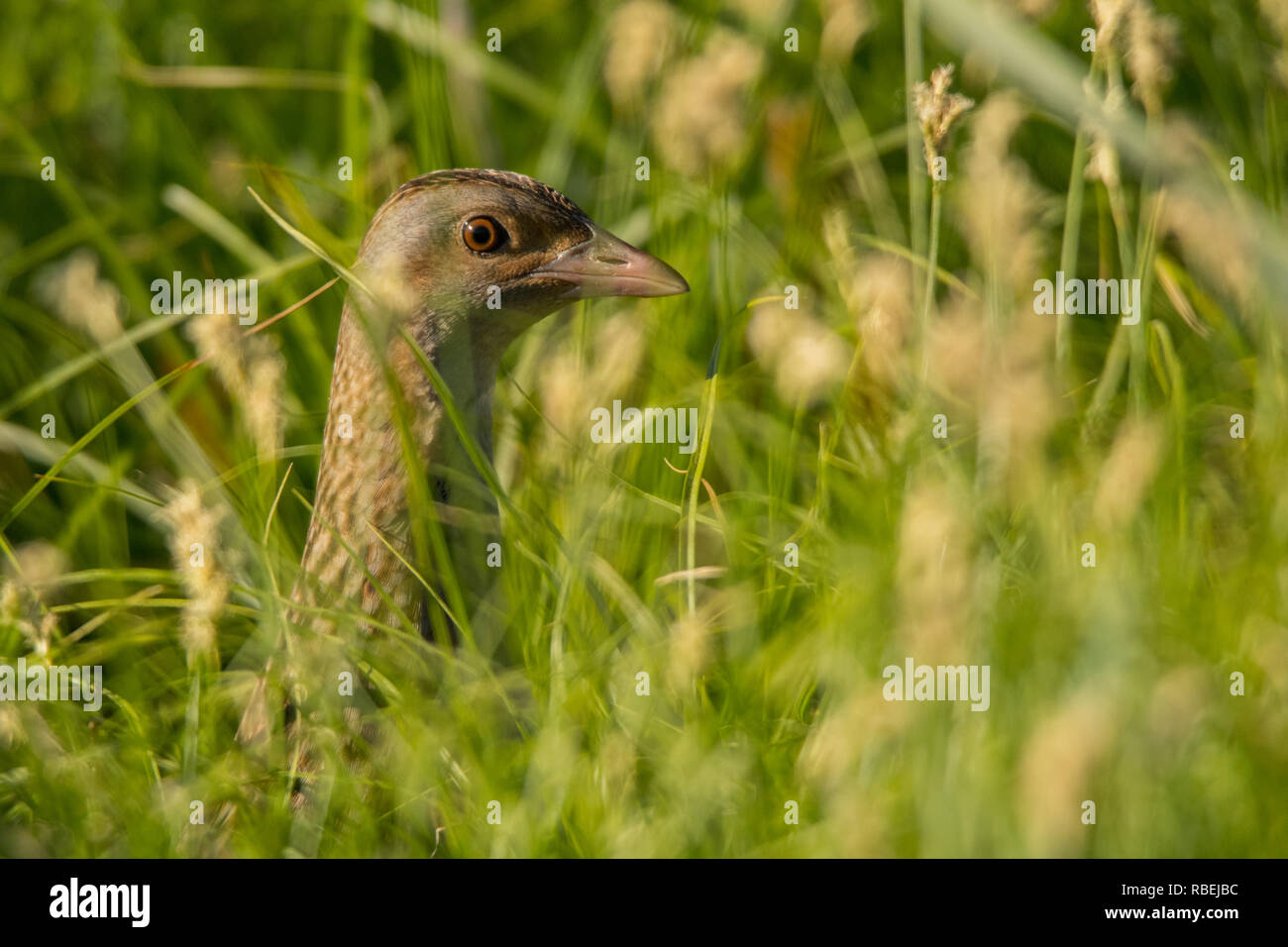 Corn Crake, Crex crex Stock Photo - Alamy