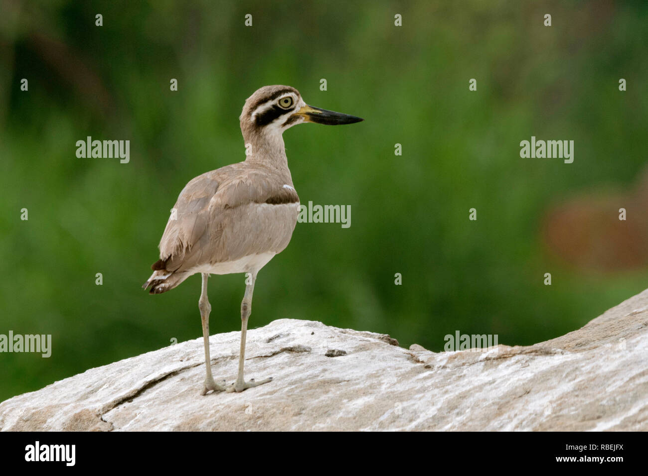 Great stone-curlew or great thick-knee, Burhinus recurvirostris at ...