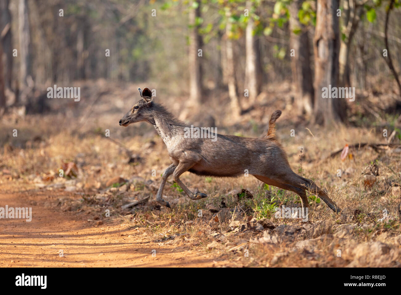 Galloping Sambar Deer seen at Tadoba, Chandrapur, Maharashtra, India ...