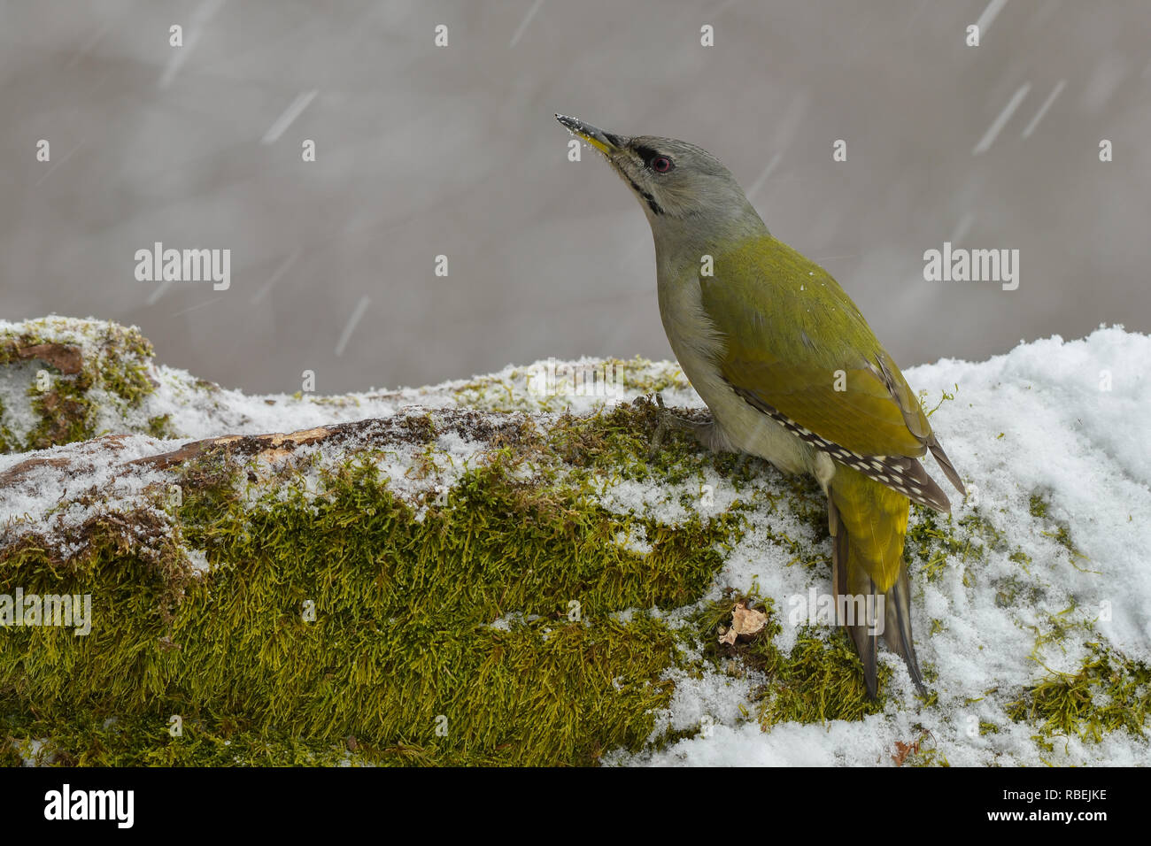 Grey-faced Woodpecker on the tree/ Picus canus Stock Photo - Alamy