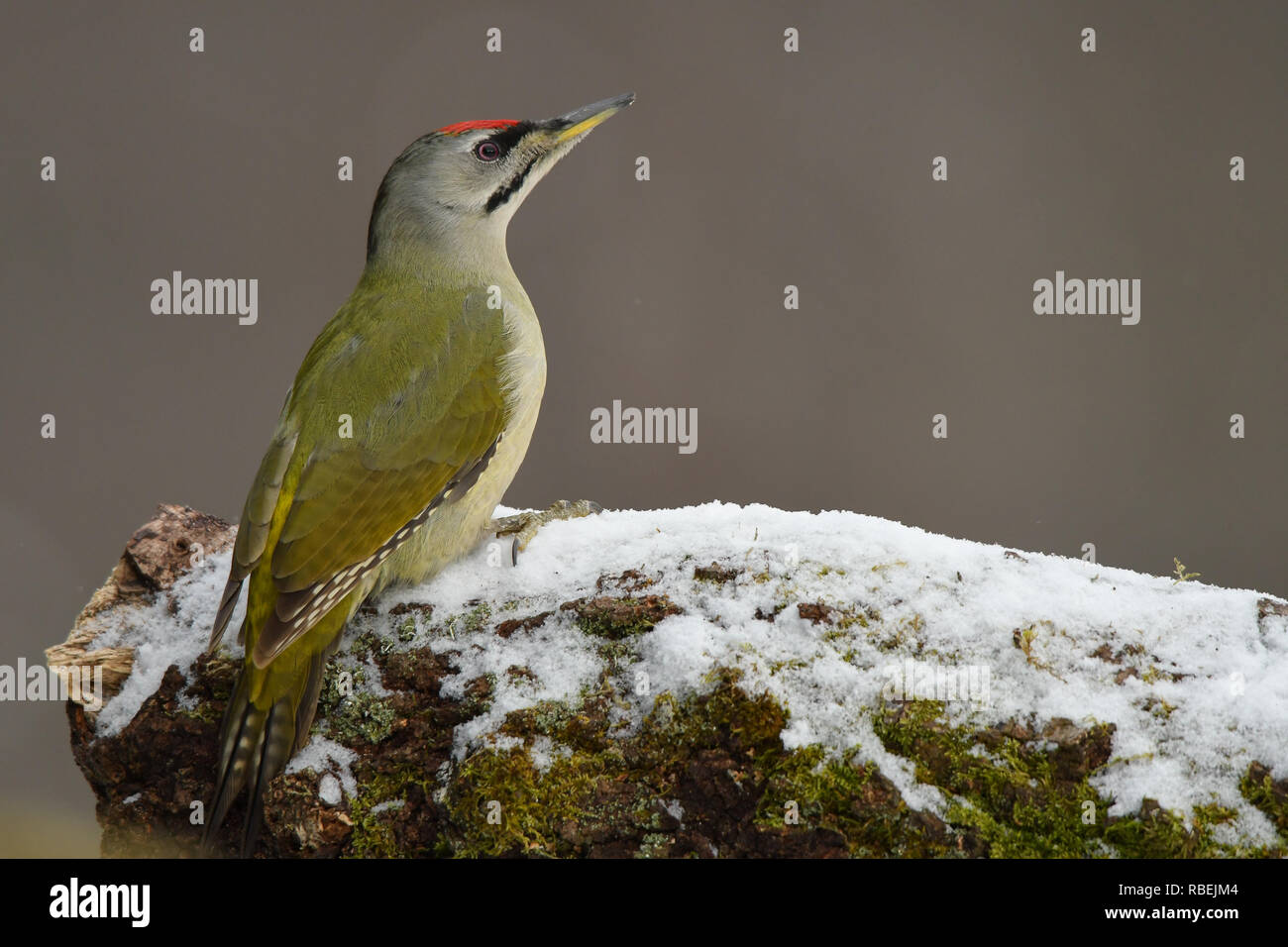Grey-faced Woodpecker on the tree / Picus canus Stock Photo - Alamy