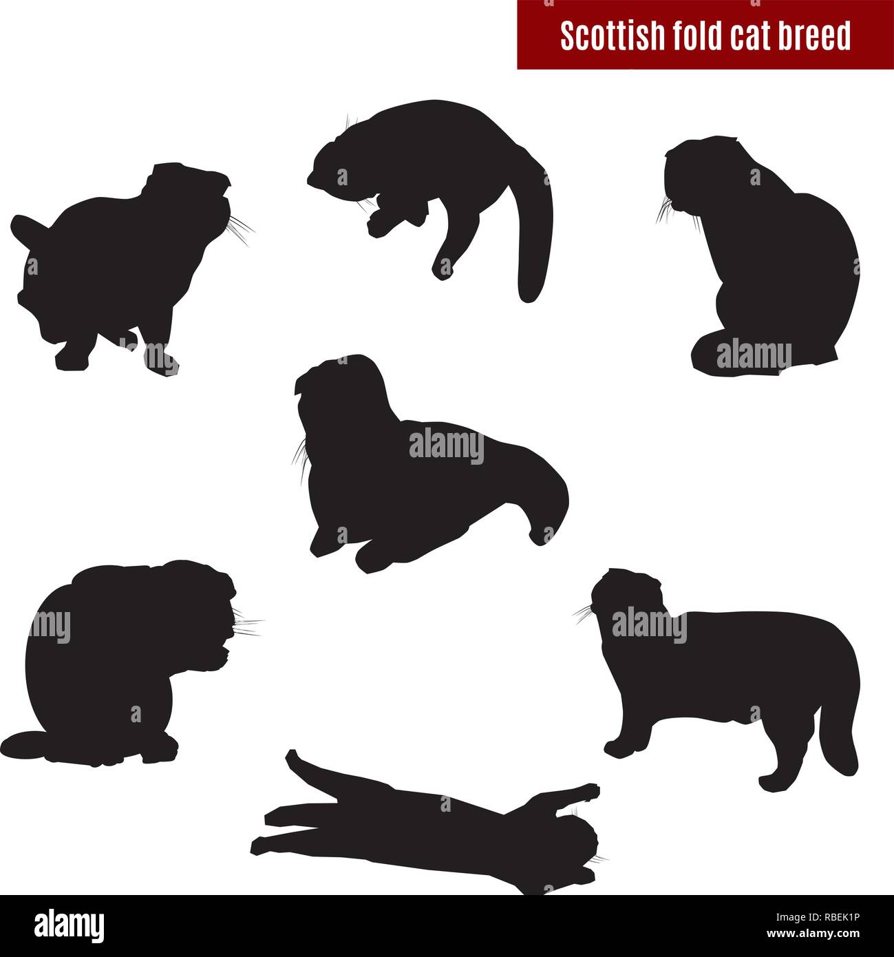 Cat scottish fold not background Stock Vector Images - Alamy