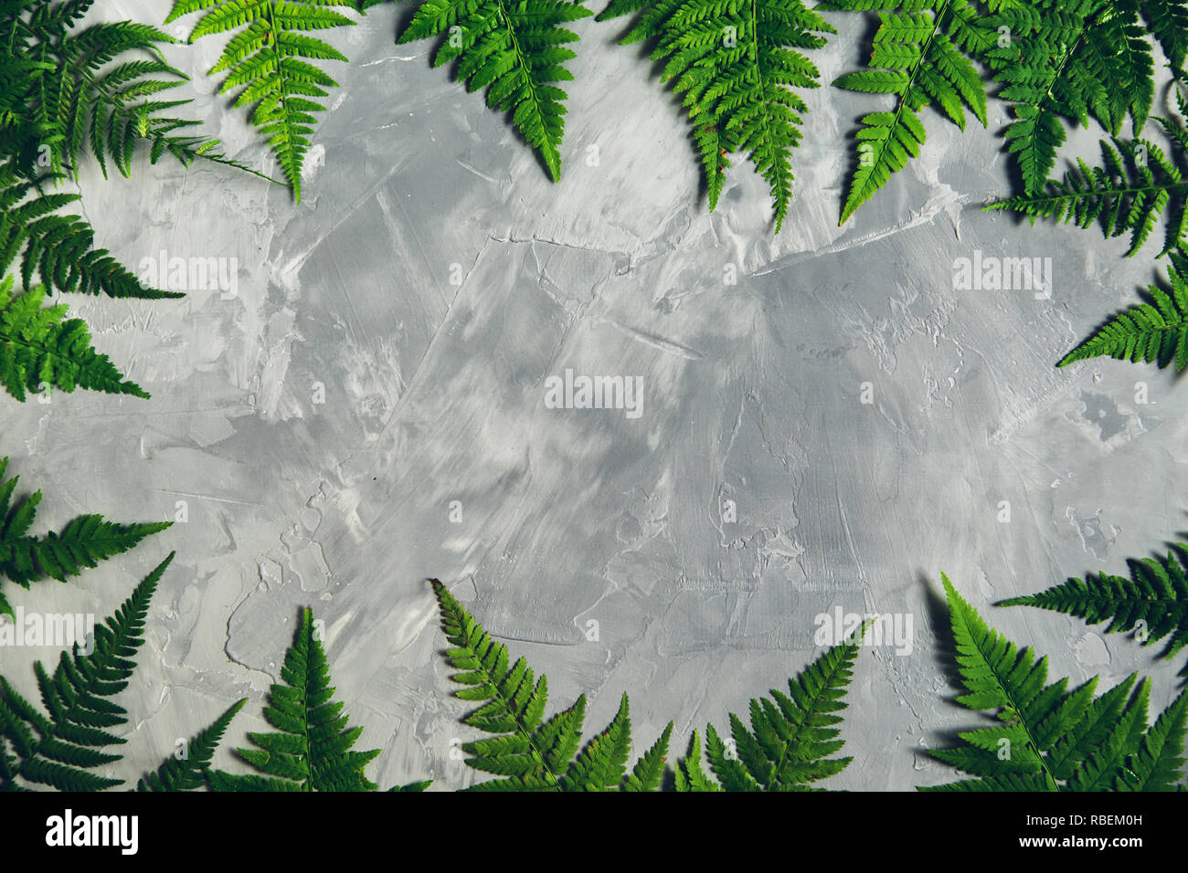 Gray background with a frame of fern leaves. Natural botanical ...