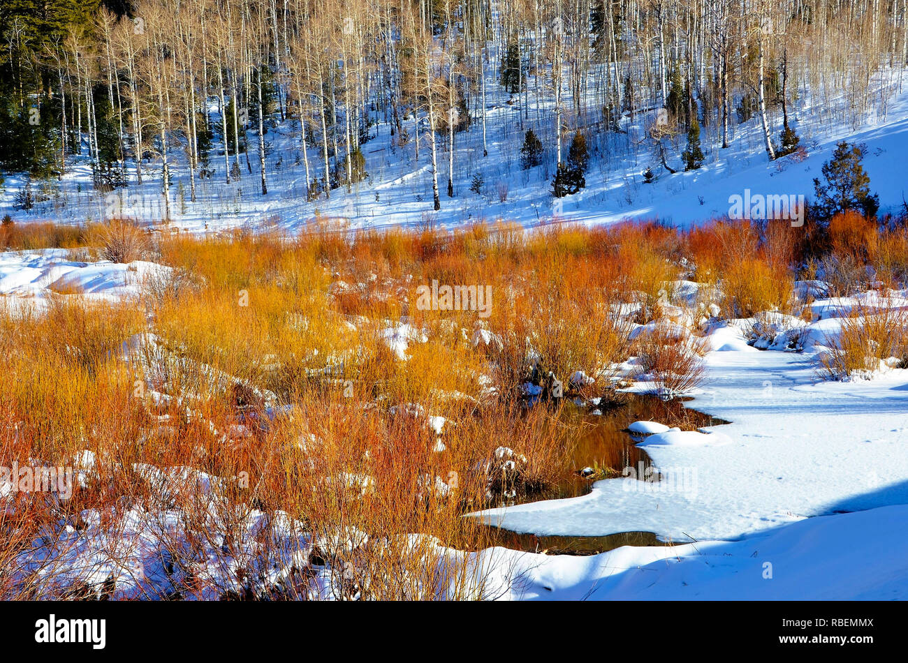 Golden meadow hi-res stock photography and images - Alamy