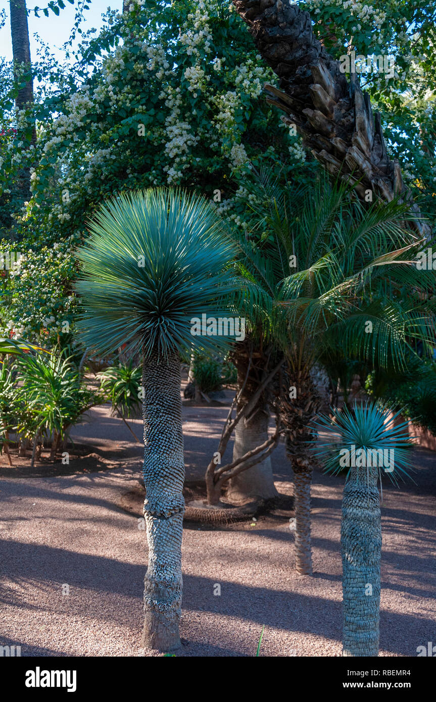 Yucca rostrata hi-res stock photography and images - Alamy