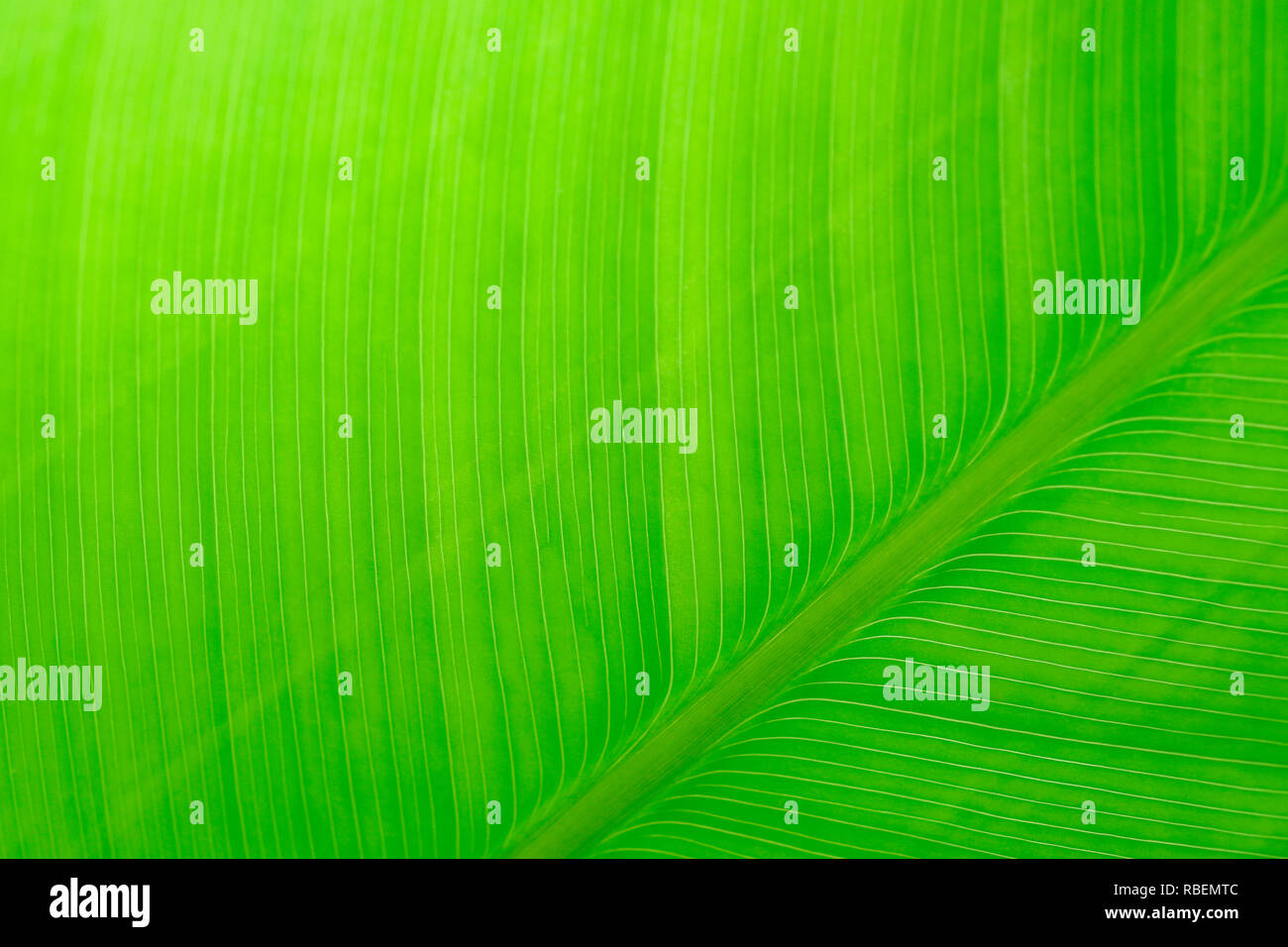 Linear plant hi-res stock photography and images - Alamy