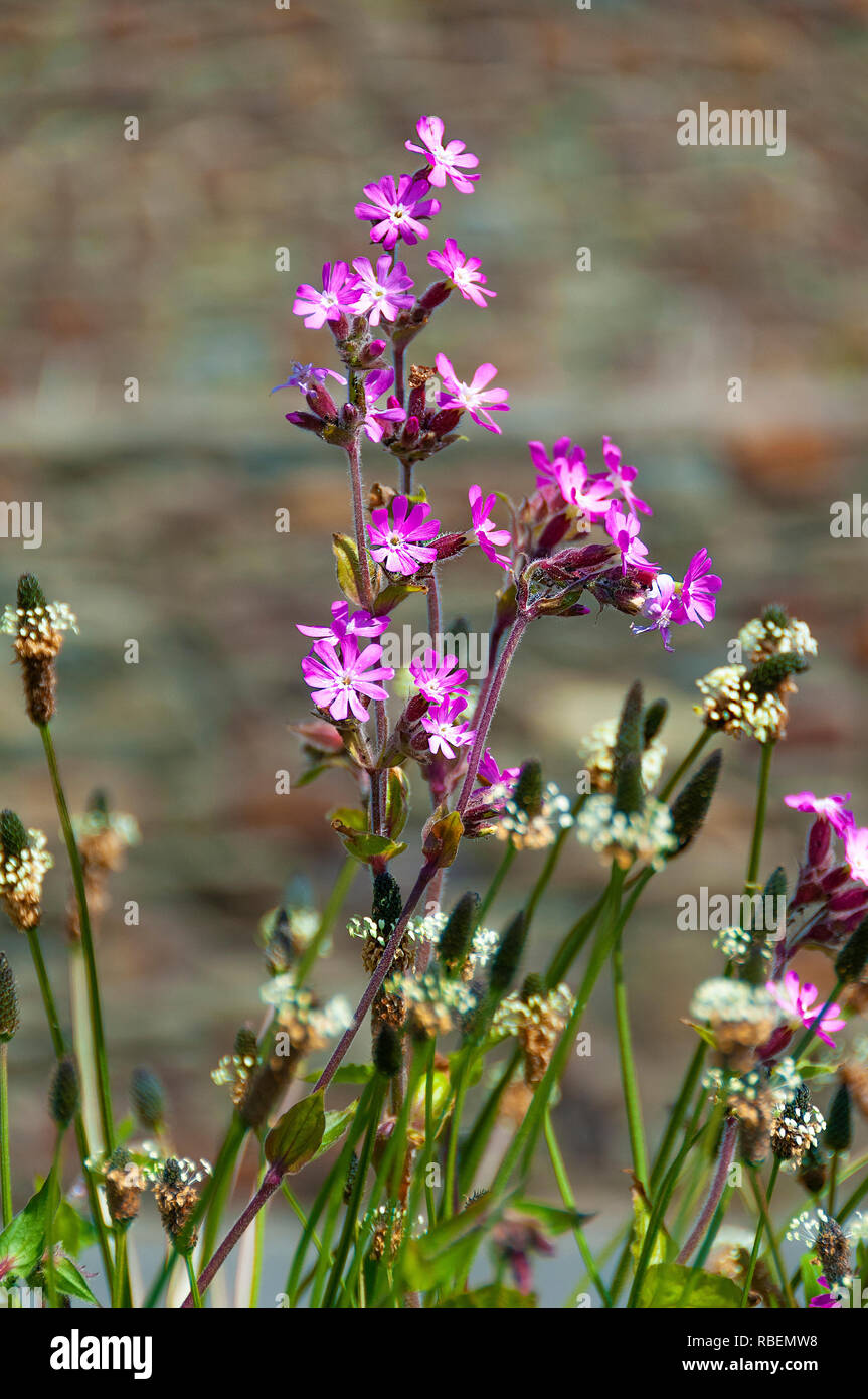 Devon Spring Wildflowers High Resolution Stock Photography and Images ...