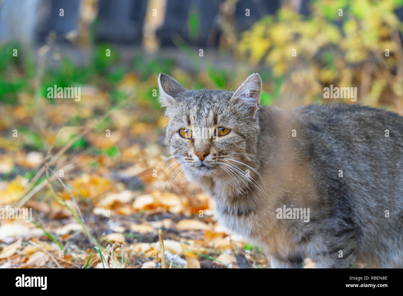 Portrait of a grey cat Stock Photo - Alamy
